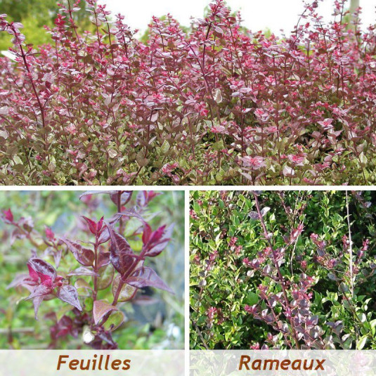 Lonicera nitida 'Red Tips' - Vente Chèvrefeuille à feuilles rouges