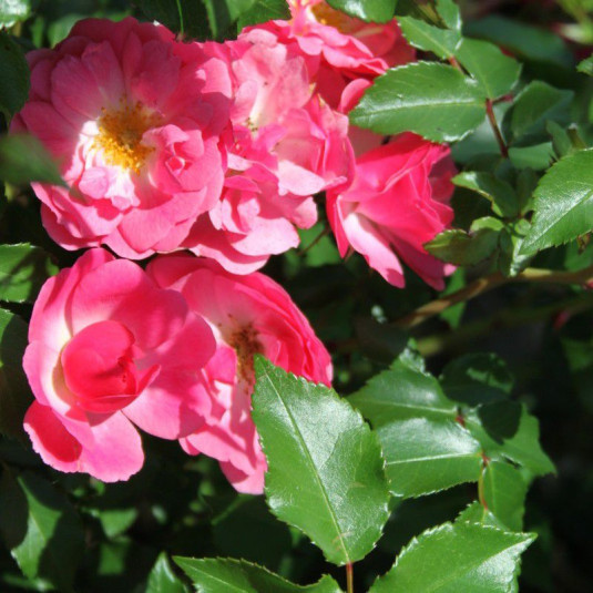 Rosa rekord 'Pink Emely'® - Vente Rosier hybride kordes® rose
