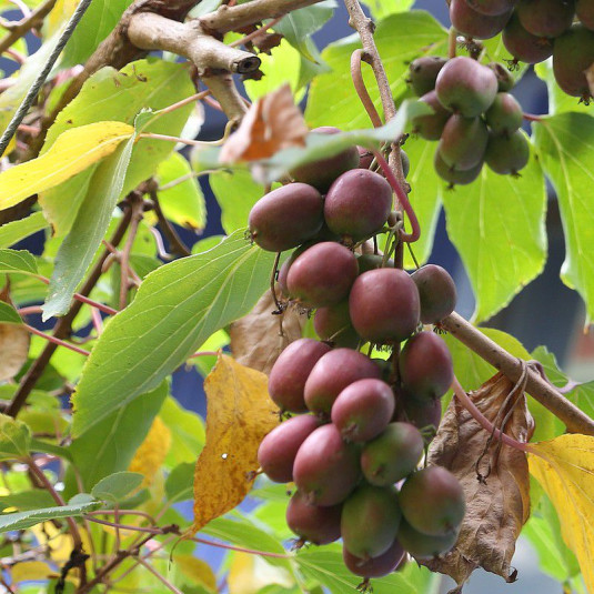 Actinidia arguta 'Ken's Red' - Vente Mini-Kiwi femelle - Kiwaï de ...