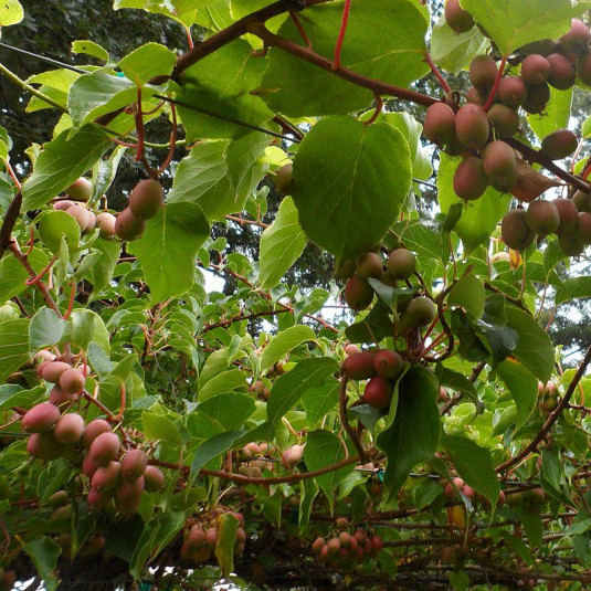 Actinidia arguta 'Ken's Red' - Vente Mini-Kiwi femelle - Kiwaï de ...