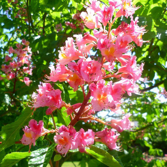 Marronnier rouge - Vente Aesculus carnea 'Briotii'
