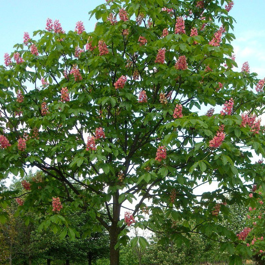 Marronnier rouge - Vente Aesculus carnea 'Briotii'