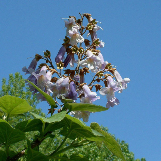 Paulownia elongata - Achat jeunes plants pas chers