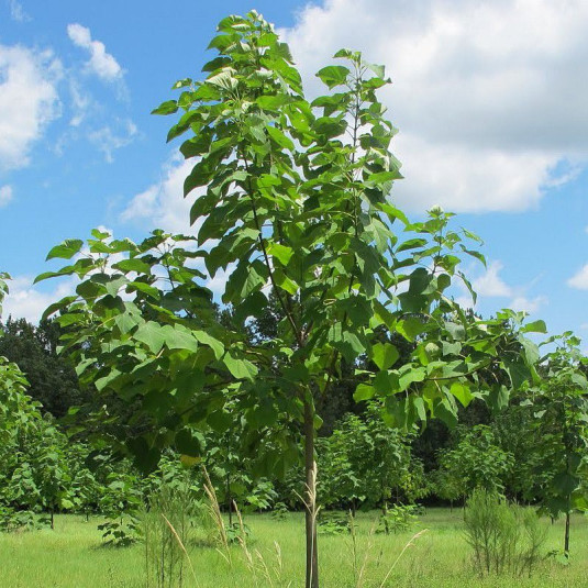 Paulownia elongata - Achat jeunes plants pas chers