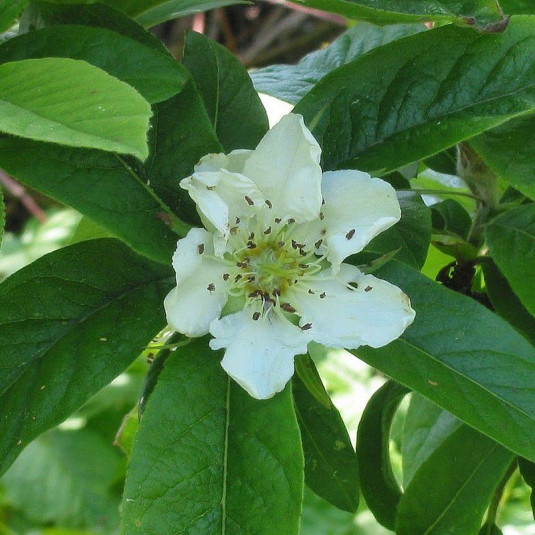 Mespilus germanica 'Nottingham' - Vente Néflier gros fruit