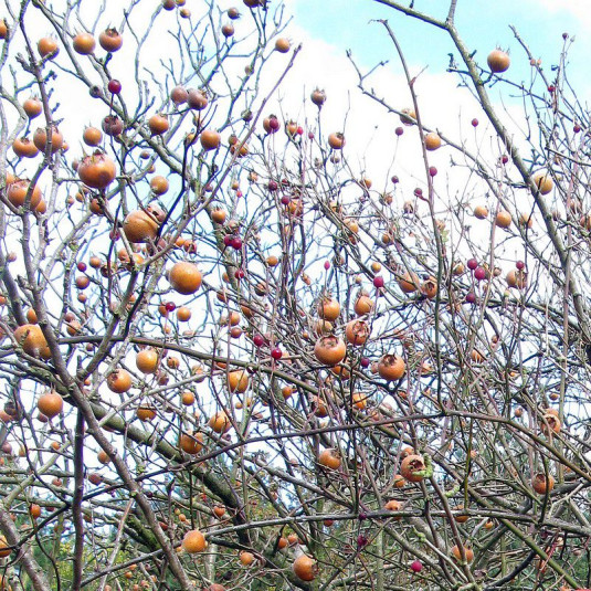 Mespilus germanica 'Nottingham' - Vente Néflier gros fruit