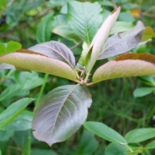 Aronia prunifolia 'Nero' - Vente Aronie pourpre à gros fruits