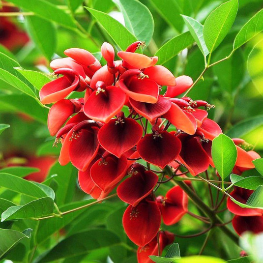 Arbre corail - Erythrina crista-galli - Vente Erythrine crête de coq