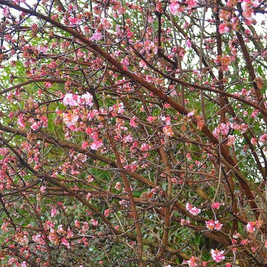Viburnum bodnantense 'Dawn' - Vente Viorne d'hiver
