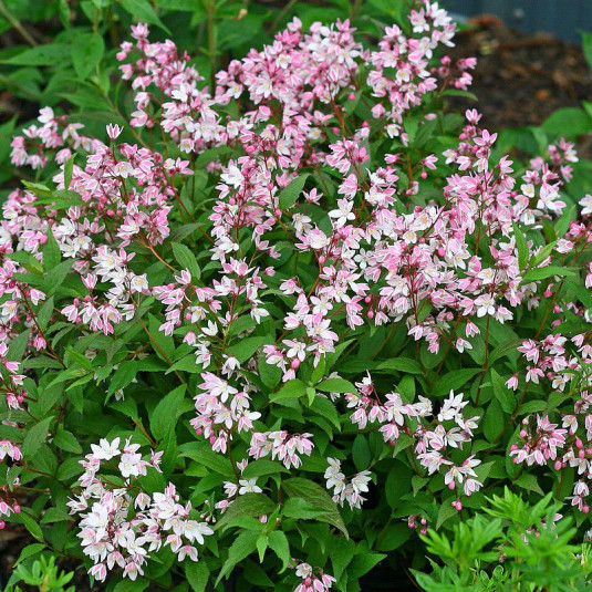 Deutzia rosea 'Carminea' - Vente Deutzia hybride