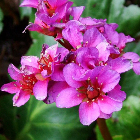 Bergenia cordifolia 'Eroica' - Vente Bergénia rose