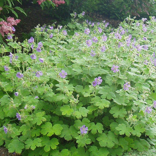 Geranium 'Philippe Vapelle' - Vente Géranium vivace violet