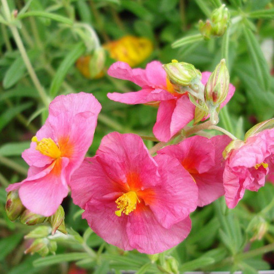 Helianthemum 'Lawrenson's Pink' - Vente Helianthème 'Ben Hope' rose