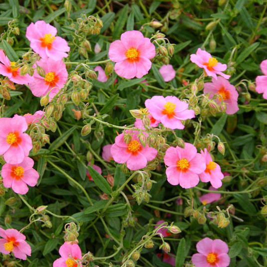 Helianthemum 'Lawrenson's Pink' - Vente Helianthème 'Ben Hope' rose
