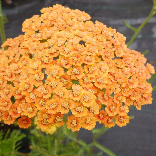 Achillea millefolium 'Terracotta' - Vente Achillée orange