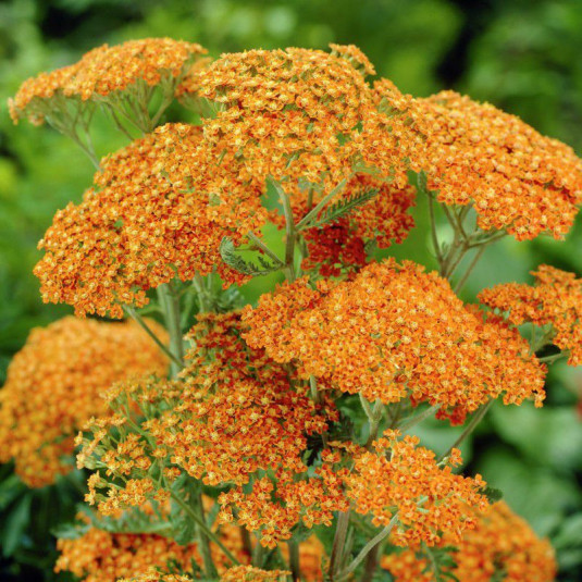 Achillea millefolium 'Terracotta' - Vente Achillée orange