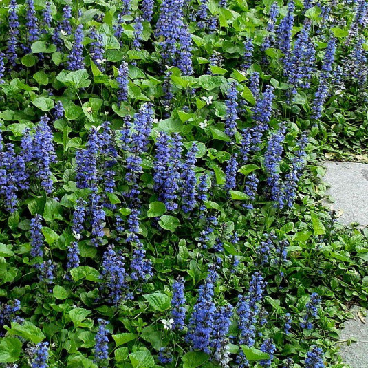 Ajuga reptans - Vente Bugle rampant - Pépinière en ligne