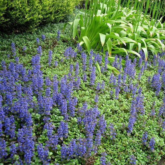 Ajuga reptans - Vente Bugle rampant - Pépinière en ligne