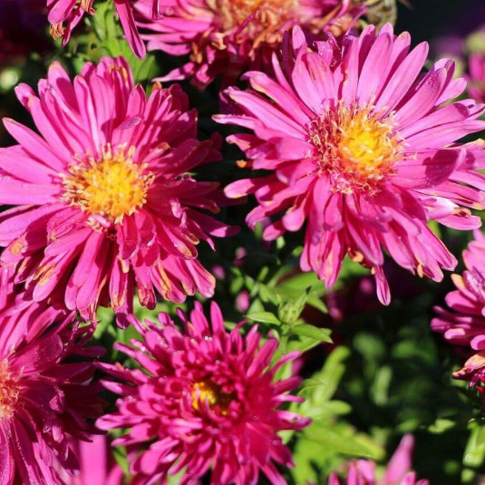 Aster dumosus 'Starlight' - Vente Aster buissonnant rose