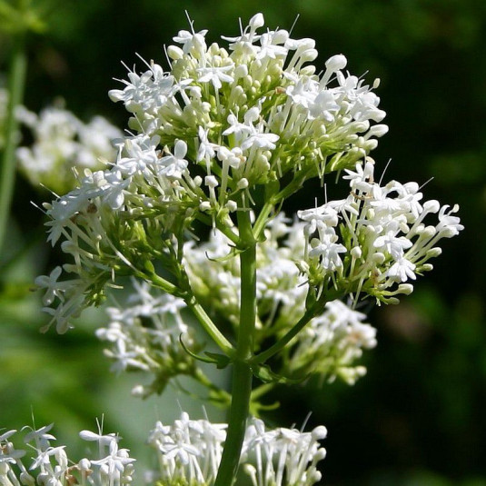 Centranthus ruber 'Alba' - Vente Valériane blanche