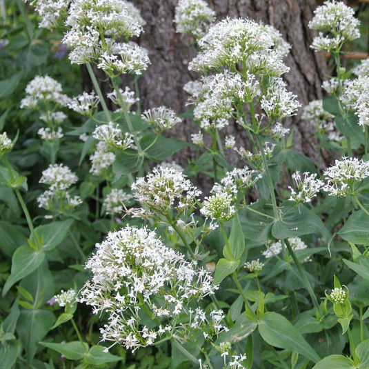 Centranthus ruber 'Alba' - Vente Valériane blanche