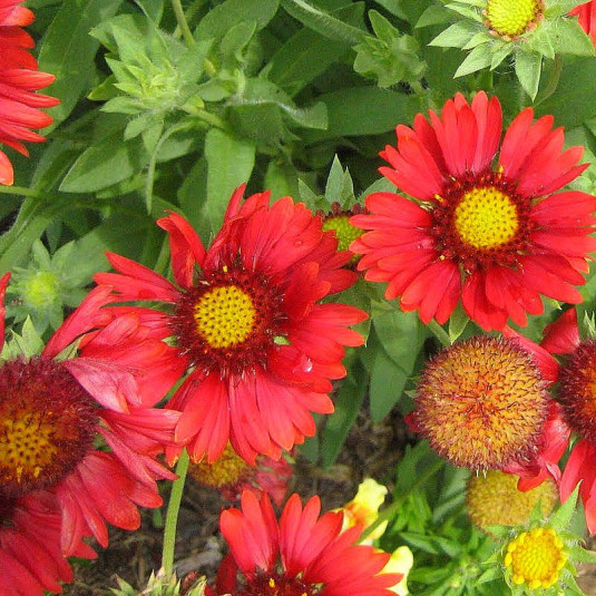 Gaillarde rouge - Vente Gaillardia 'Bourgogne'