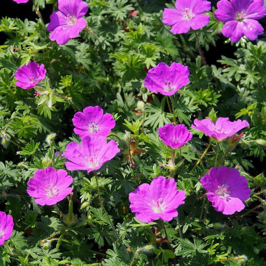 Geranium 'Sanguineum' - Vente Géranium vivace rouge
