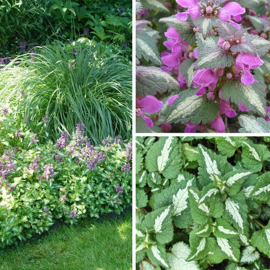 Lamium maculatum 'Roseum' - Vente Lamier maculé rose