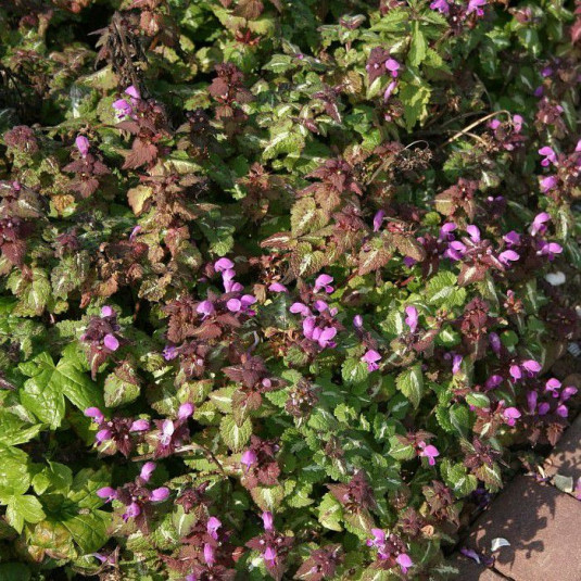 Lamium maculatum 'Roseum' - Vente Lamier maculé rose