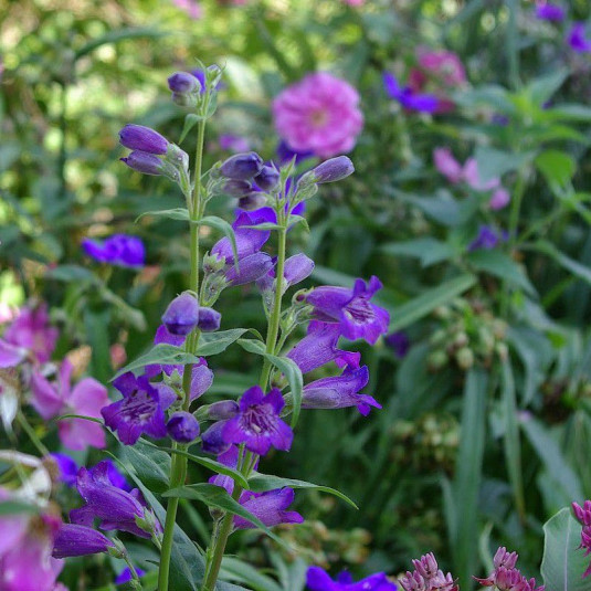 Penstemon 'Russian River' - Vente Galane mauve