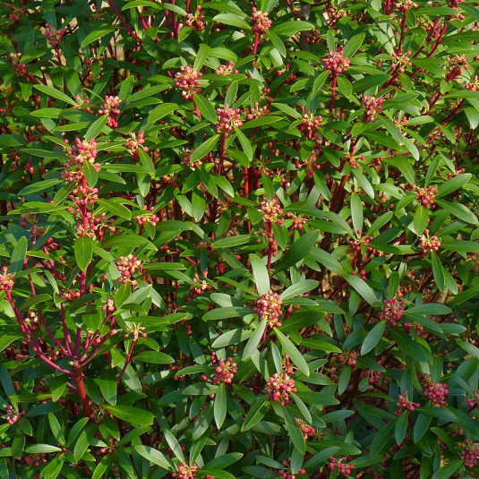 Drimys winteri - Vente Cannelle de Magelan