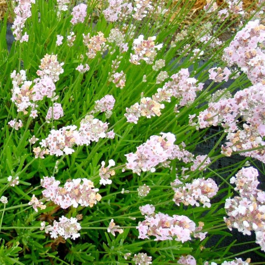 Lavandula angustifolia 'Rosea' - Vente Lavande rose