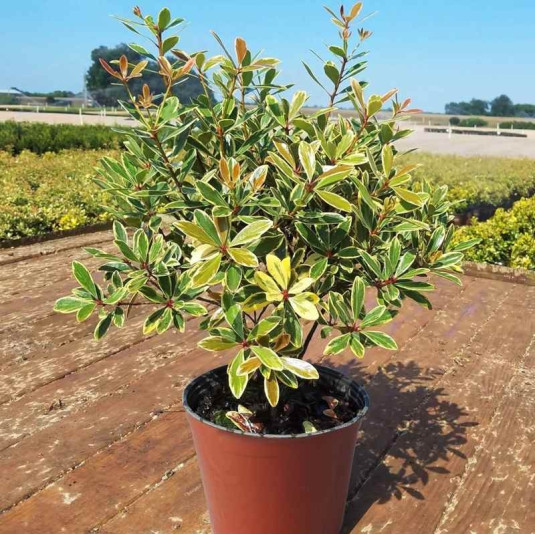 Cleyera japonica 'Variegata' - Vente Eurya Tricolore
