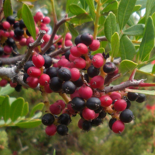 Pistachier lentisque - Pistacia lentiscus - Vente Arbre à mastic