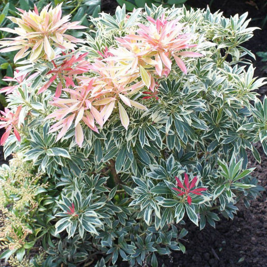 Pieris japonica 'Carnaval' - Vente Andromède du japon tricolore panaché