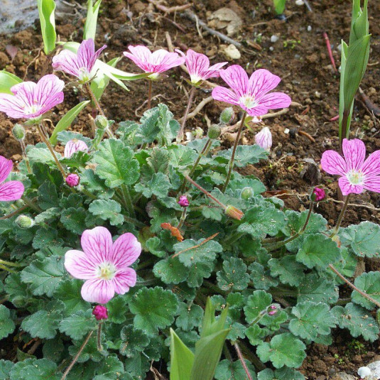Erodium variabile 'Roseum' - Vente Bec de Héron rose