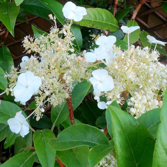 Hydrangea seemanii - Vente Hortensia grimpant persistant