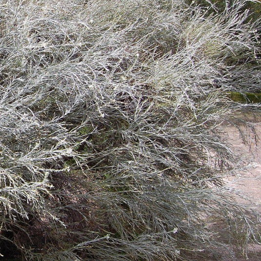 Gomphostigma virgatum 'White candy' - Pépinière en ligne