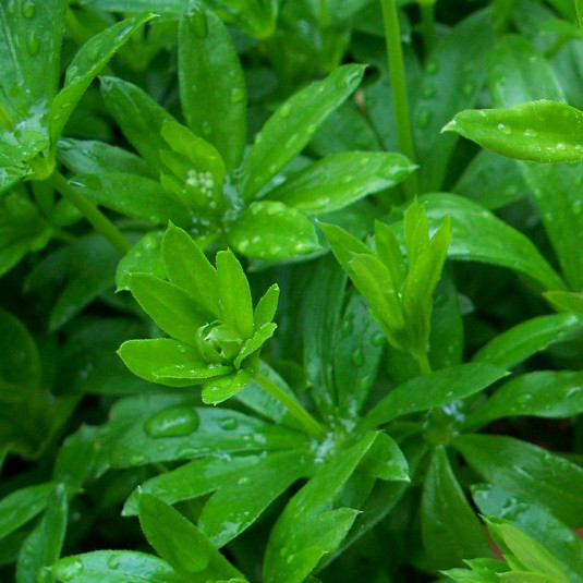Galium odoratum - Asperula odorata - Vente Aspérule odorante