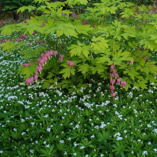 Galium odoratum - Asperula odorata - Vente Aspérule odorante