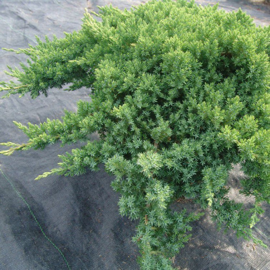 Juniperus procumbens 'Nana' - Vente Genévrier nain rampant