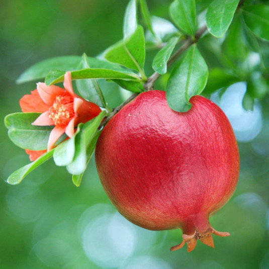 Punica granatum 'Wonderful' - Vente Grenadier gros fruit