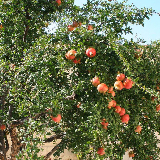 Punica granatum 'Mollar de Elche' - Vente Grenadier gros fruit