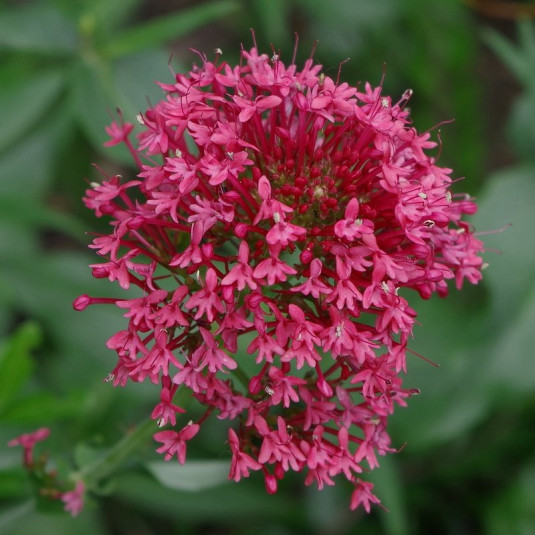 Centranthus ruber 'Rosenrot' - Vente Valériane rose rouge