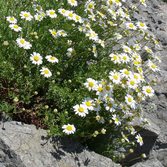 Anthemis carpatica 'Karpatenschnee' - Vente Camomille des Carpates