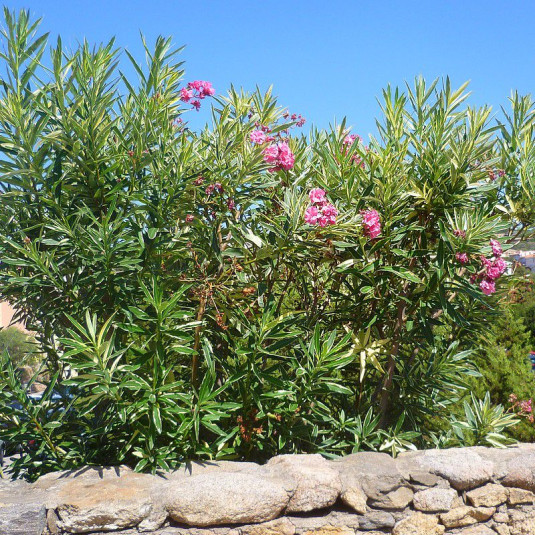 Laurier rose panaché - Vente Nerium oleander 'Variegata'