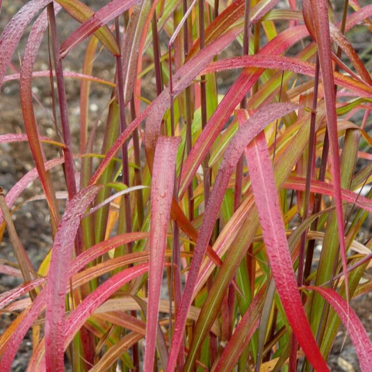 Miscanthus sinensis 'Navajo' - Vente Roseau de Chine rouge