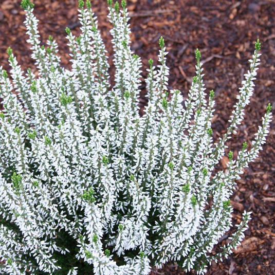 Bruyère commune blanche - Vente Calluna vulgaris 'Velvet fascination'