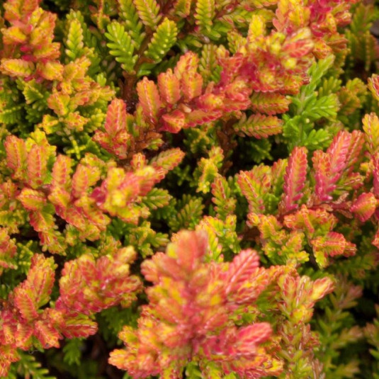 Calluna vulgaris 'Wickwar Flame' - Vente Bruyère commune orange