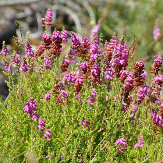 Erica ciliaris 'Bretagne' - Vente Bruyère ciliée rose